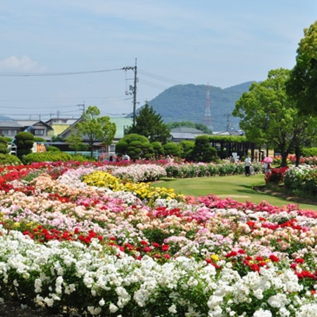 RSK Rose Garden - Info Wisata dan Liburan di Jepang