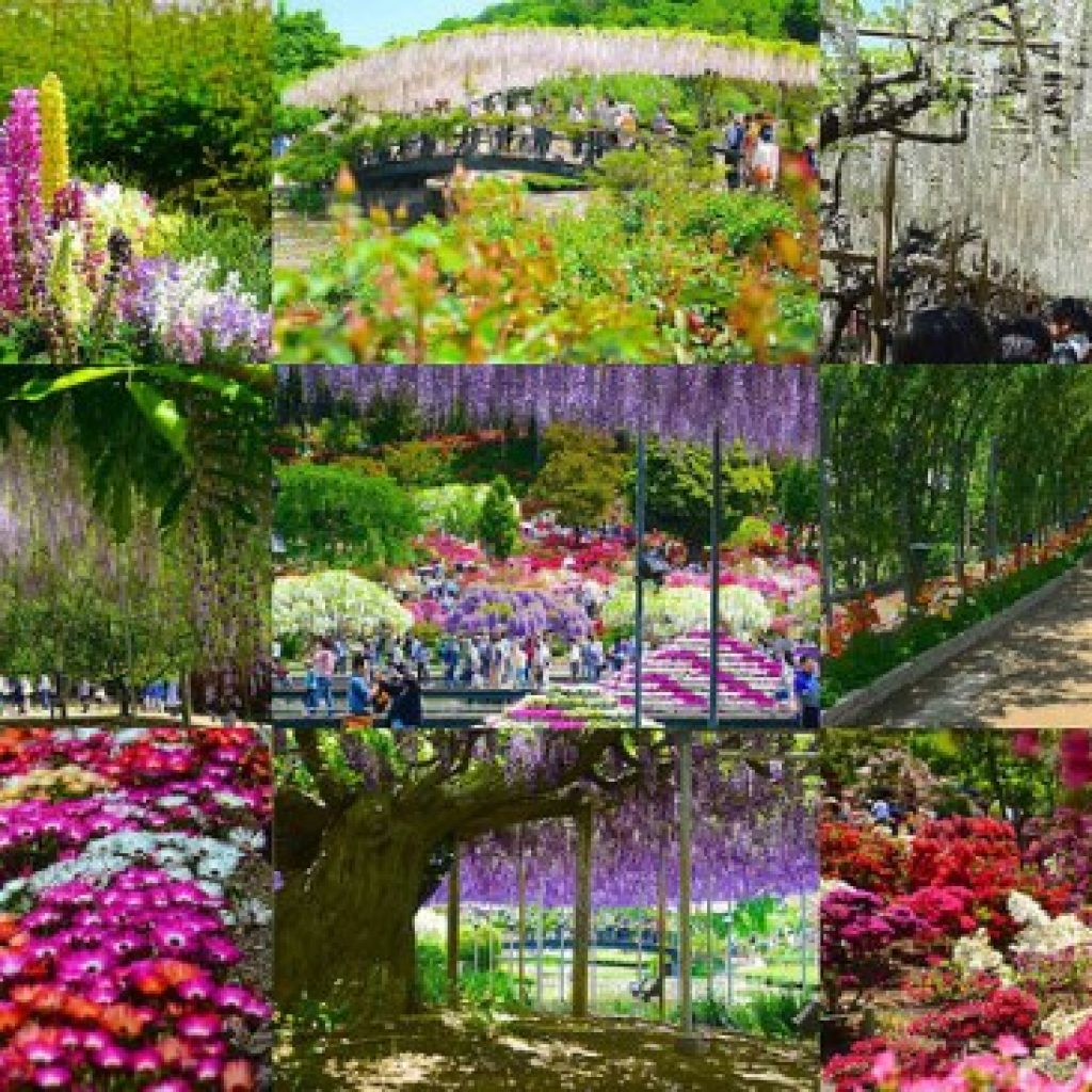 Festival Great Wisteria Ashikaga - Info Wisata dan Liburan di Jepang