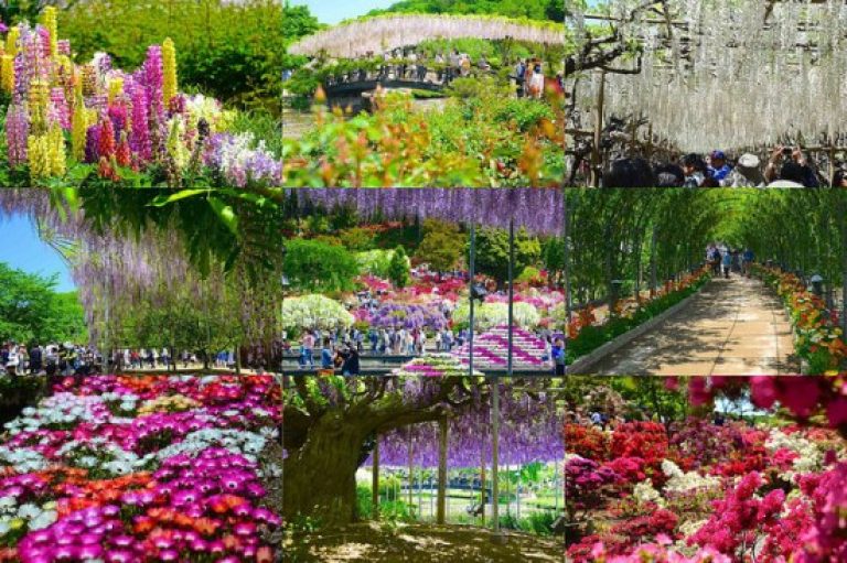 Festival Great Wisteria Ashikaga - Info Wisata dan Liburan di Jepang