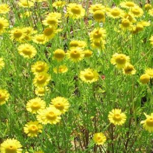 Kebun Lavender Tambara - Info Wisata dan Liburan di Jepang