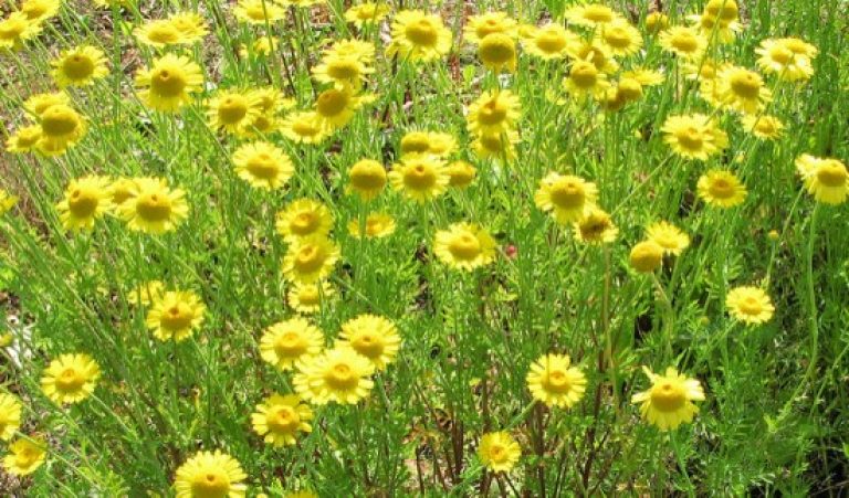 Kebun Lavender Tambara - Info Wisata dan Liburan di Jepang