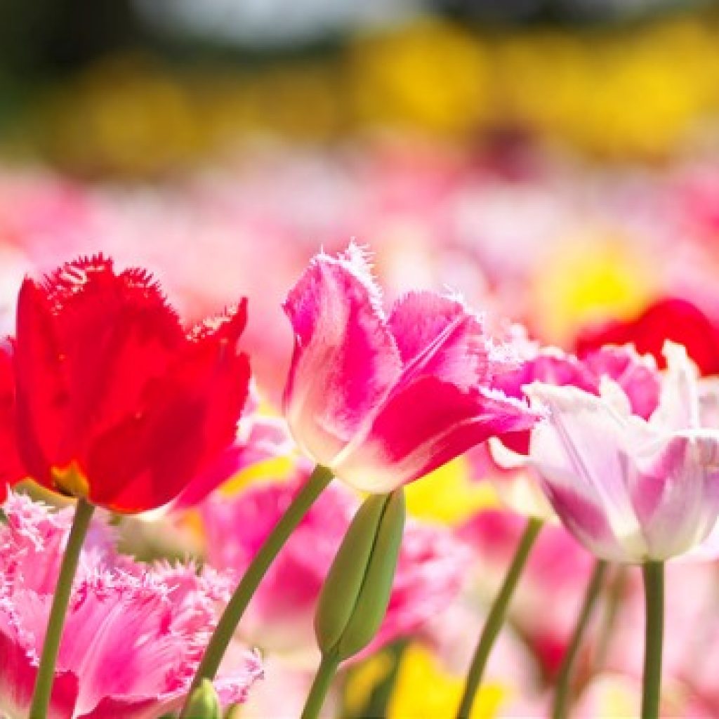 Festival Bunga Mawar Nabana No Sato - Info Wisata dan Liburan di Jepang