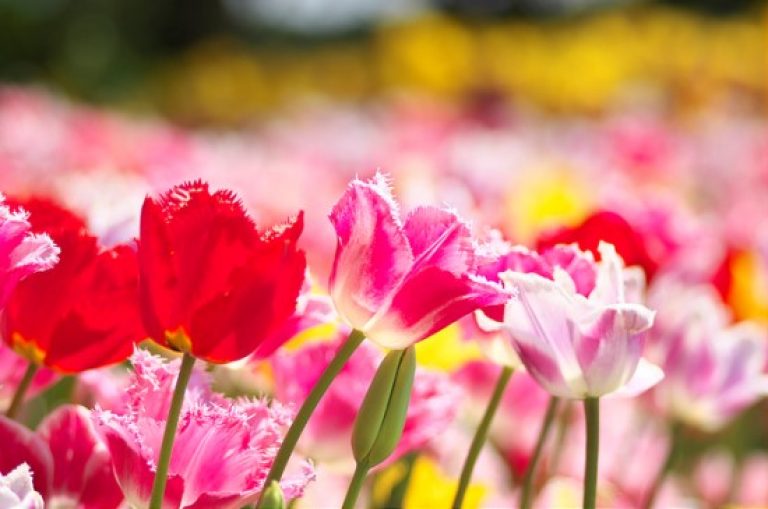 Festival Bunga Mawar Nabana No Sato - Info Wisata dan Liburan di Jepang