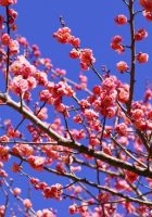 Bunga Plum di Atami Plum Garden - Info Wisata dan Liburan di Jepang