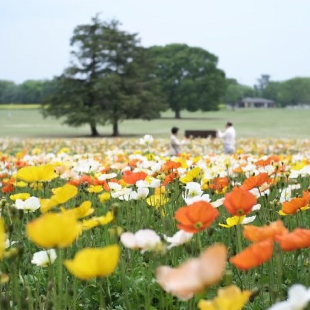 Flower Festival Tokyo - Info Wisata dan Liburan di Jepang