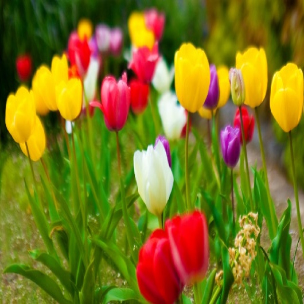 Menikmati Musim Semi di Jepang - Info Liburan dan Wisata Jepang