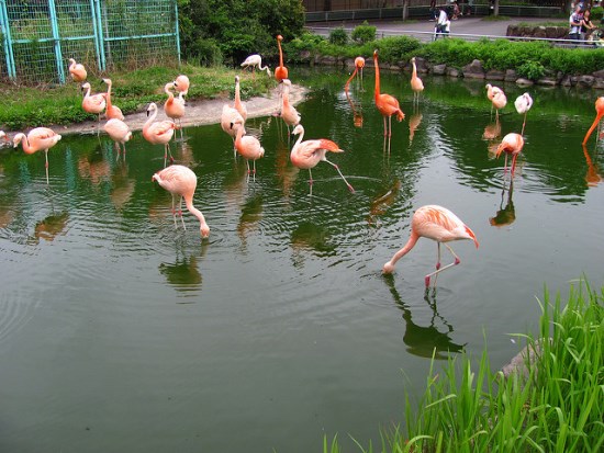 Tobu Zoo - Info Liburan dan Wisata di Jepang