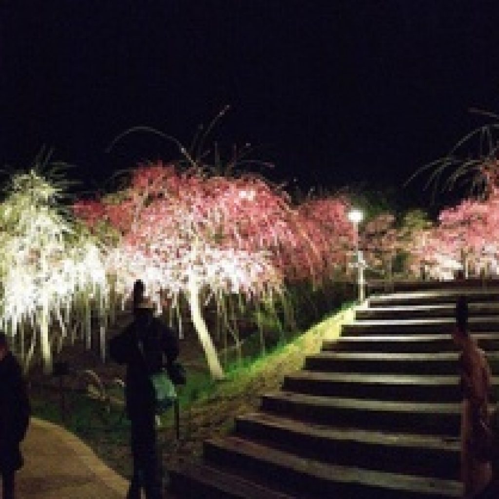 Iluminasi Nabana no Sato - Info Liburan dan Wisata di Jepang