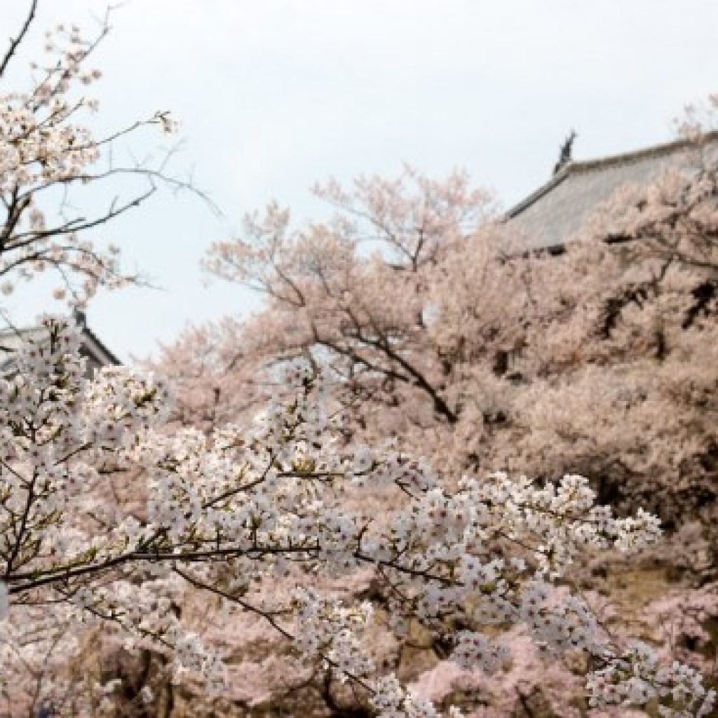 Ueda Castle Sakura 2020 - Info Wisata dan Liburan di Jepang