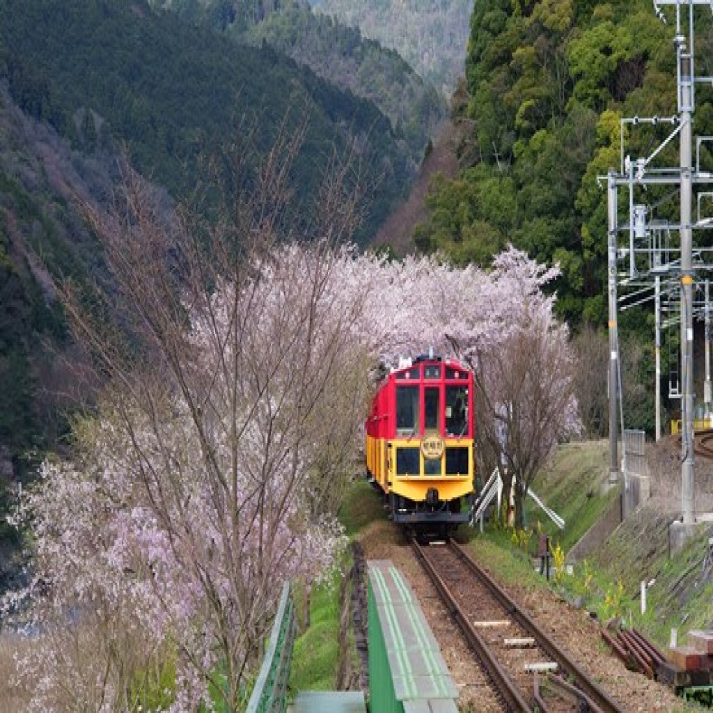 Kereta Wisata Sagano di Kyoto - Info Liburan dan Wisata di Jepang