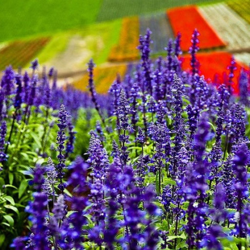 Bukit Biei Hokkaido - Info Liburan dan Wisata di Jepang