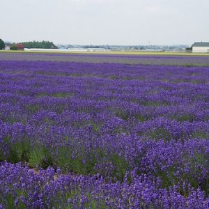 Furano Hokkaido - Info Liburan dan Wisata di Jepang