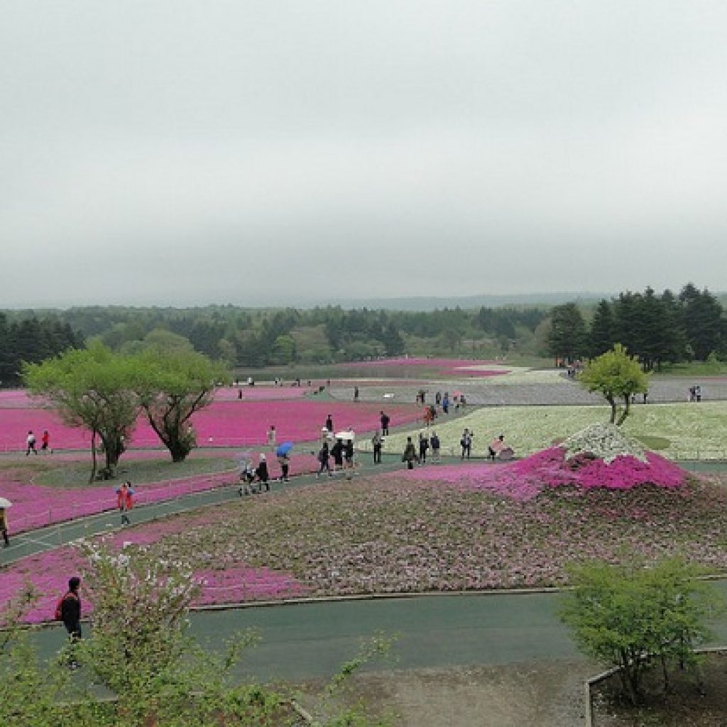 Festival Shibazakura - Info Liburan dan Wisata di Jepang