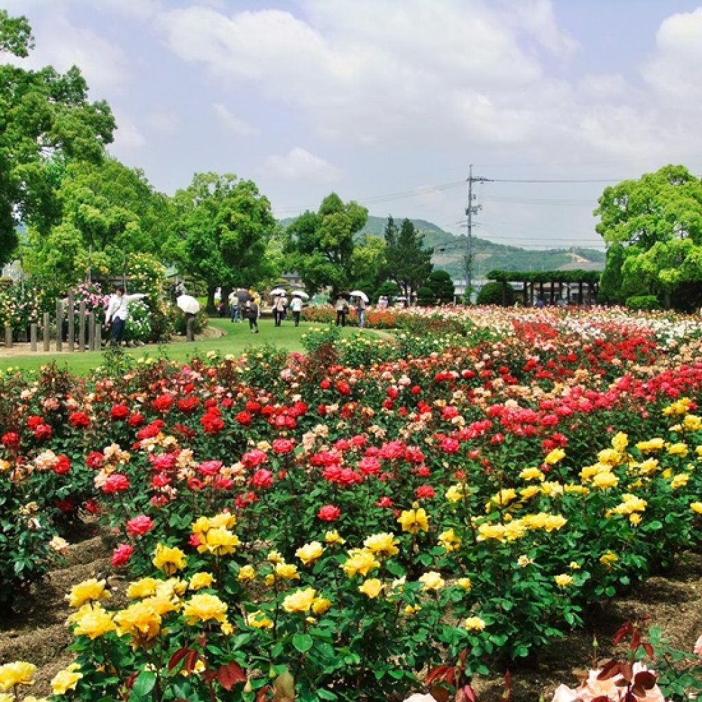 RSK Rose Garden - Info Wisata dan Liburan di Jepang