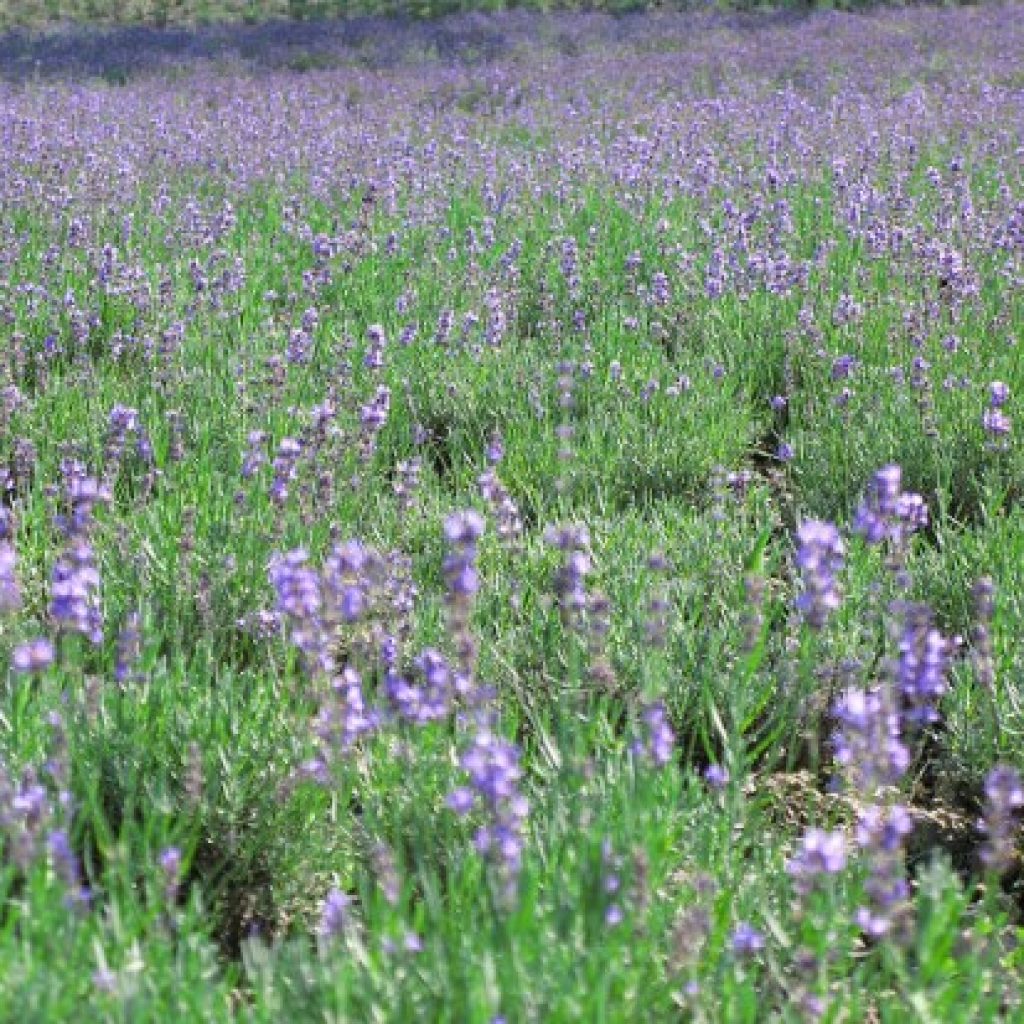 Kebun Lavender Tambara - Info Wisata dan Liburan di Jepang