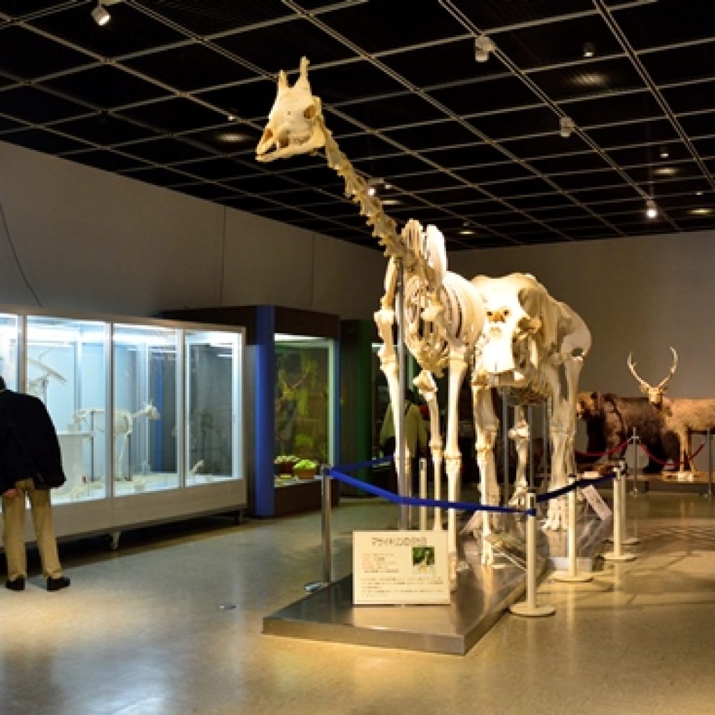 Kebun Binatang Maruyama - Info Liburan dan Wisata di Jepang