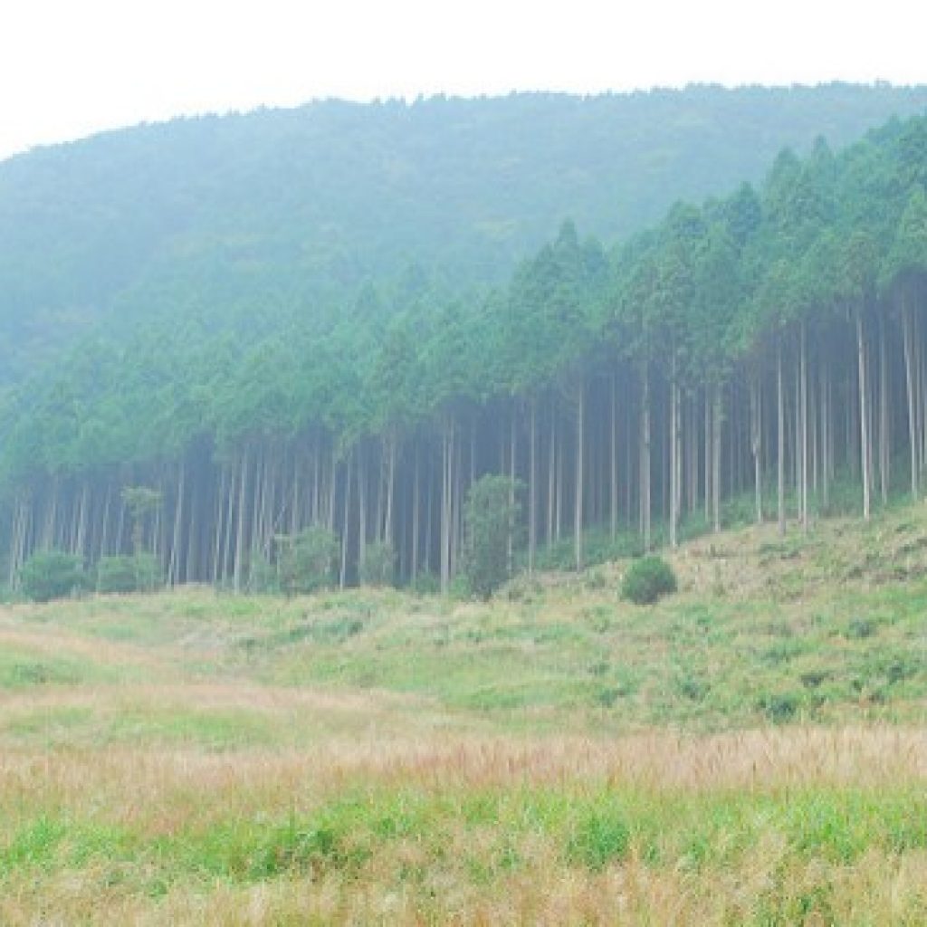 Padang Rumput Sengokuhara - Info Liburan dan Wisata di Jepang