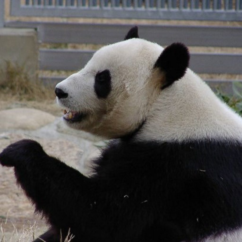 Oji Zoo Kobe - Info Liburan dan Wisata di Jepang