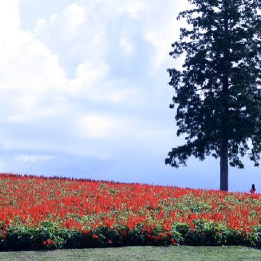 Kebun Bunga Tottori Hanakairo - Info Wisata dan Liburan di Jepang