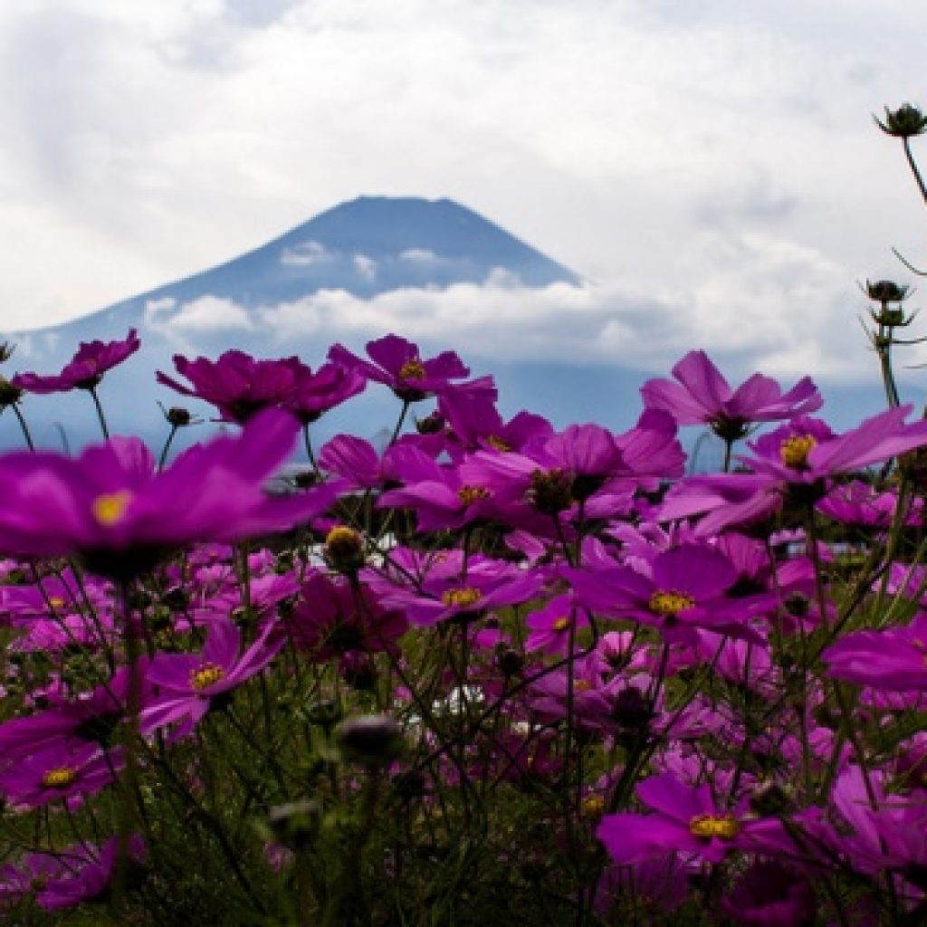 Kebun Bunga Hananomiyako di Gunung Fuji - Info Wisata Liburan Jepang