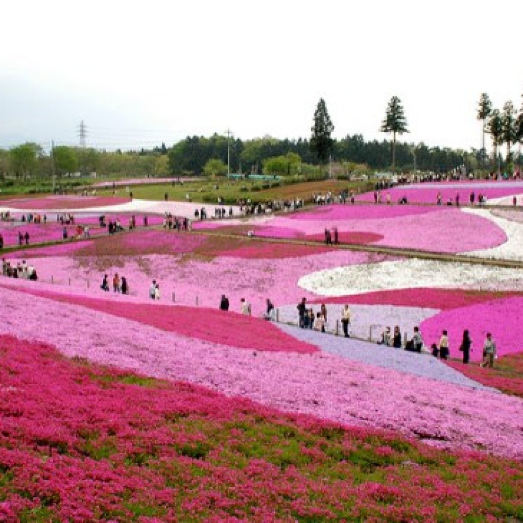 Taman Bunga Terkenal di Jepang - Info Liburan dan Wisata Jepang