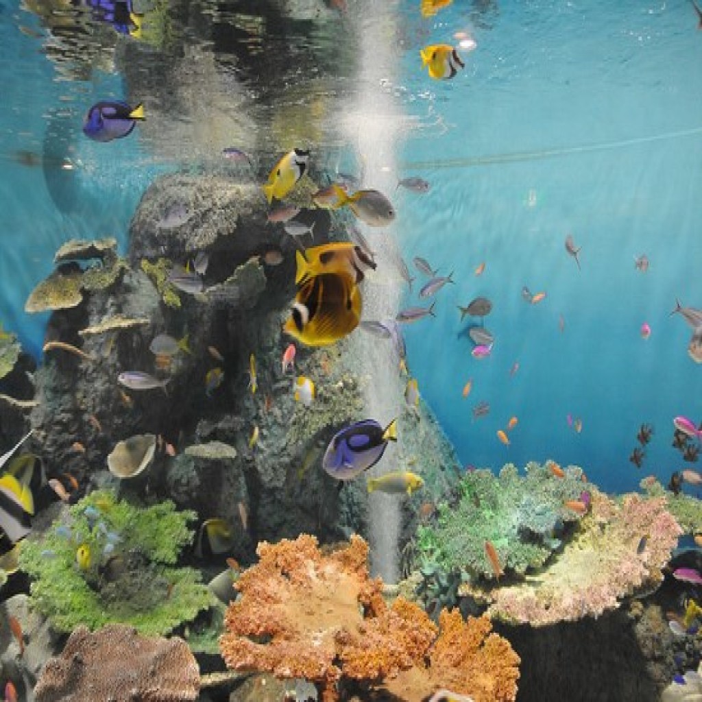 Akuarium Shinagawa Tokyo - Info Liburan dan Wisata di Jepang