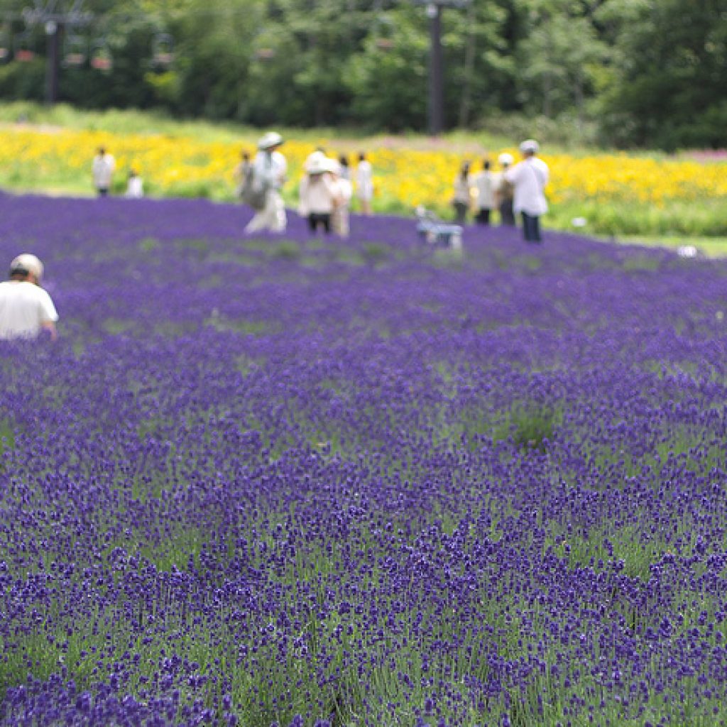 Kebun Lavender Tambara - Info Wisata dan Liburan di Jepang