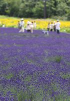 Kebun Lavender Tambara - Info Wisata dan Liburan di Jepang
