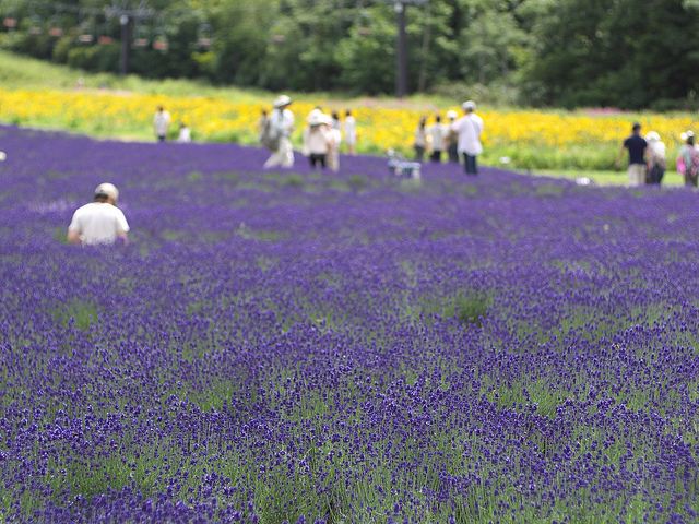 Kebun Lavender Tambara - Info Wisata dan Liburan di Jepang