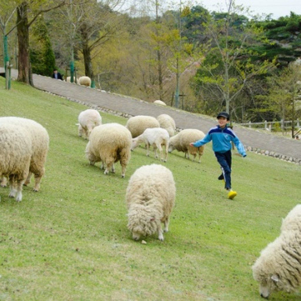Perkebunan Gunung Rokko - Info Liburan dan Wisata di Jepang
