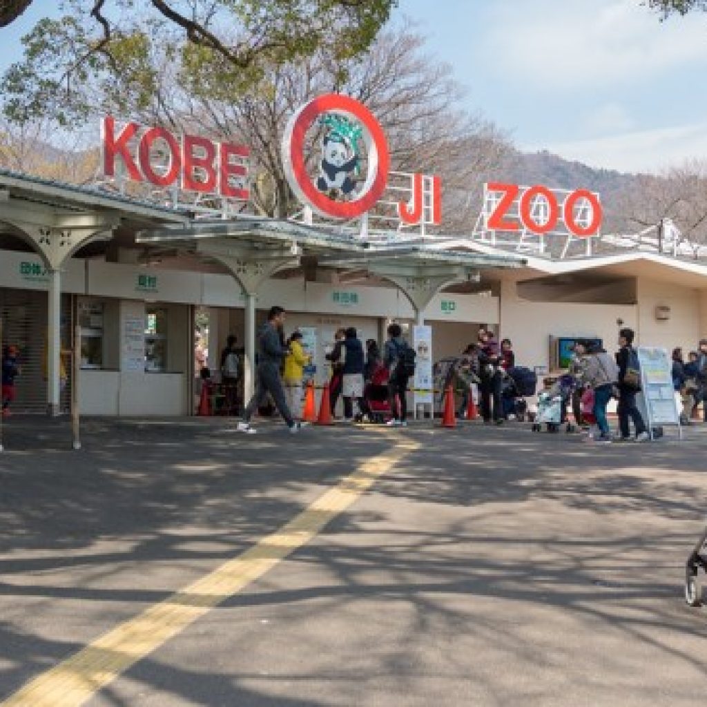 Oji Zoo Sakura 2020 - Info Wisata dan Liburan di Jepang