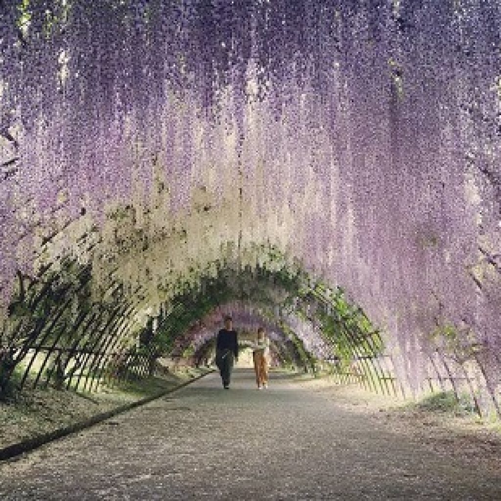 Taman Wisteria Kawachi Fujien - Info Liburan dan Wisata di Jepang
